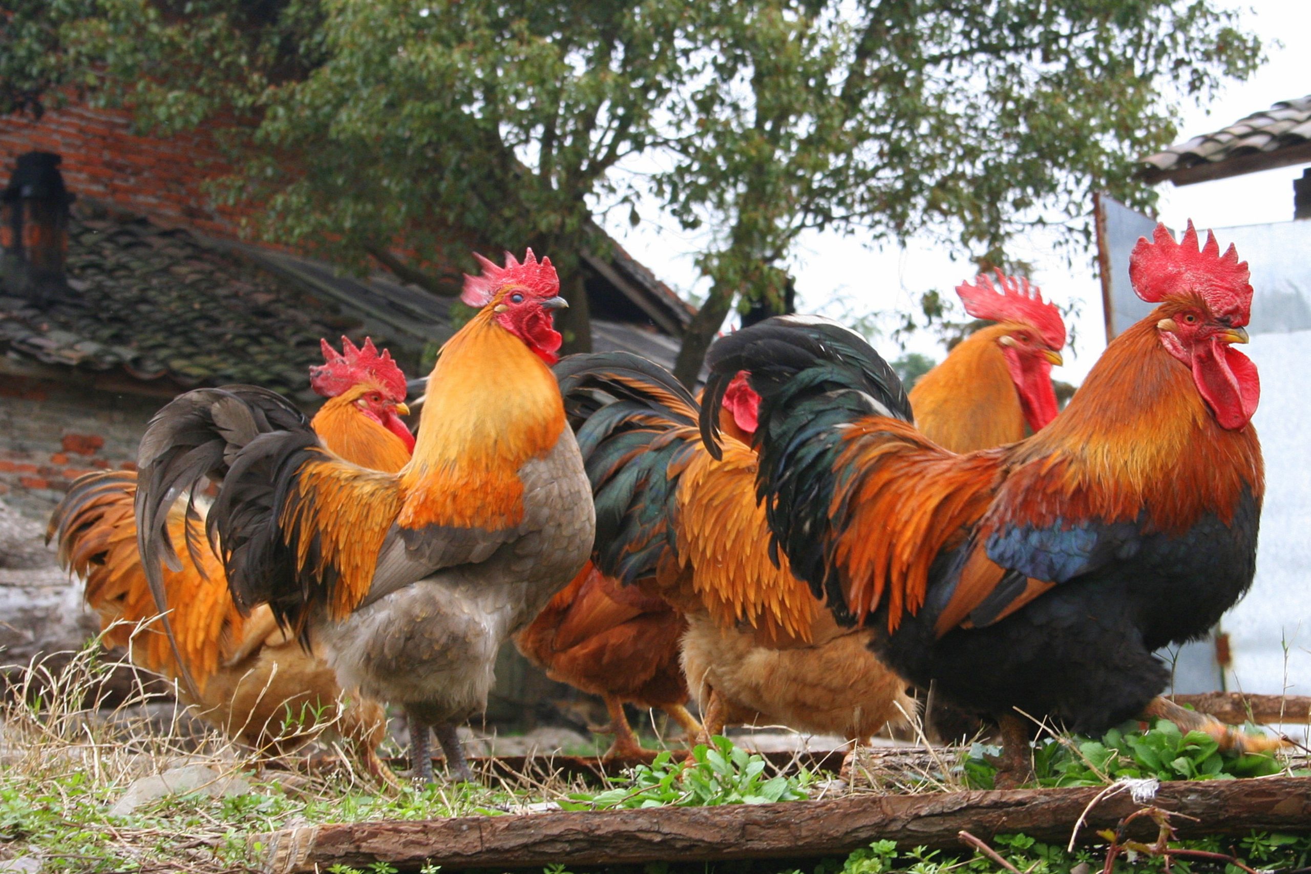 Những Chiếc Cân Gà Tài Năng Hàng Đầu Mà Chủ Gà Trống Nên Đầu Tư ...